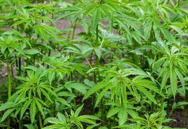 Canapa: una pianta, mille utilizzi - CataniaVera.it